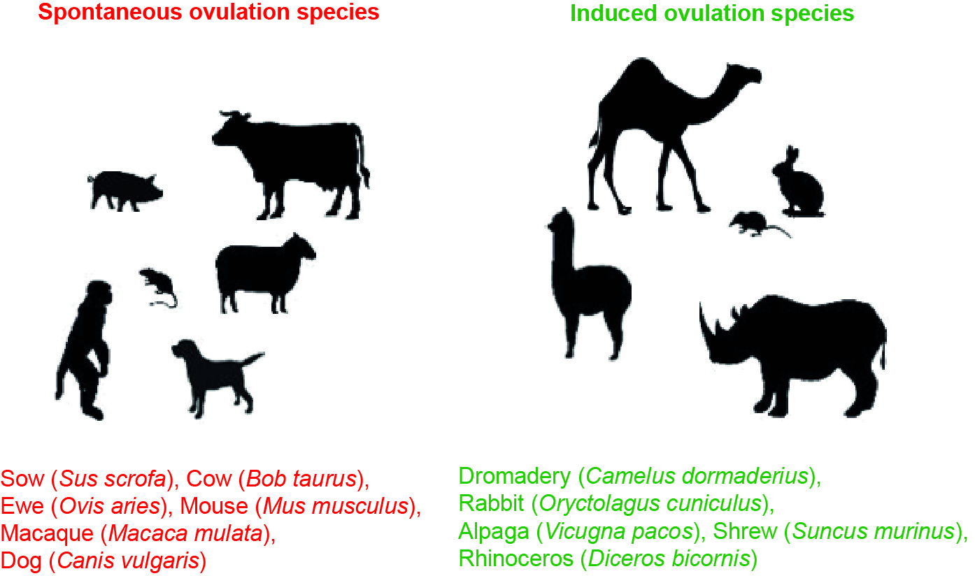 Box 1. Two modes of ovulation in mammals.