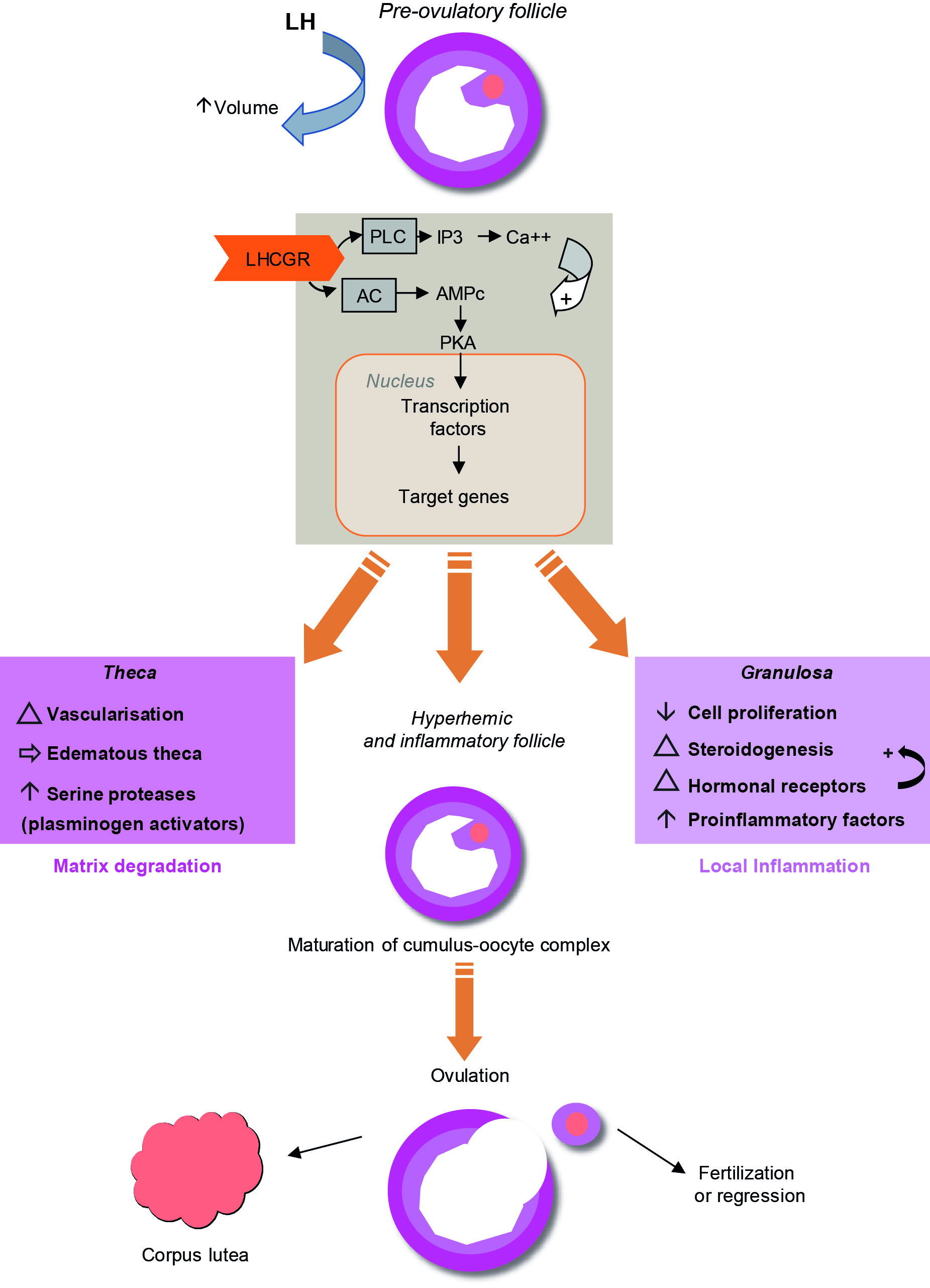 Table 1. Follicular diameters and acquisition of LH sensitivity.