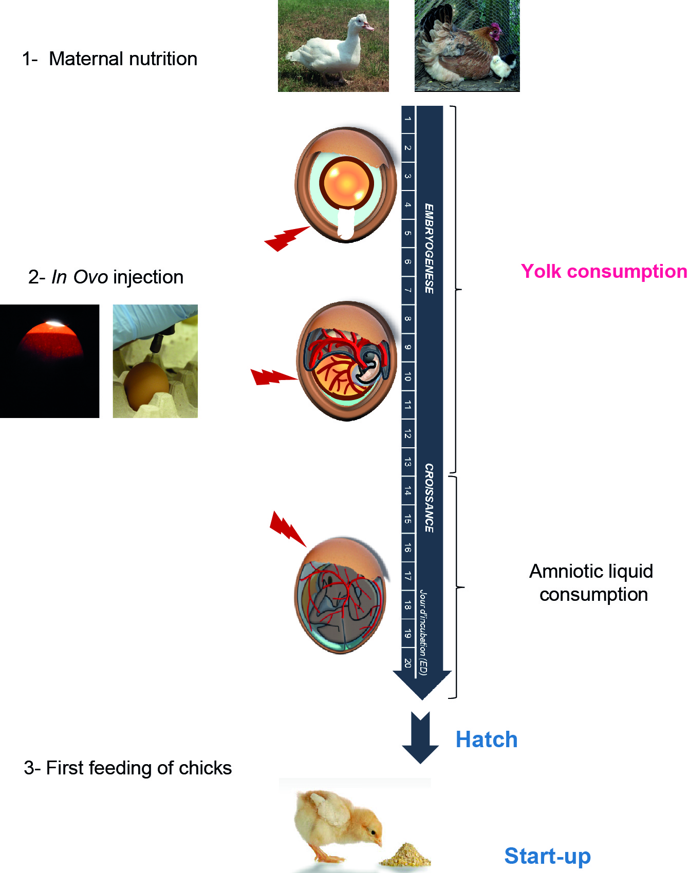 2.1. Changes in the phenotype of chicks as a result of rearing ...
