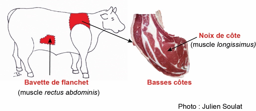 Figure 1. Localisation des muscles squelettiques étudiés et leur ...